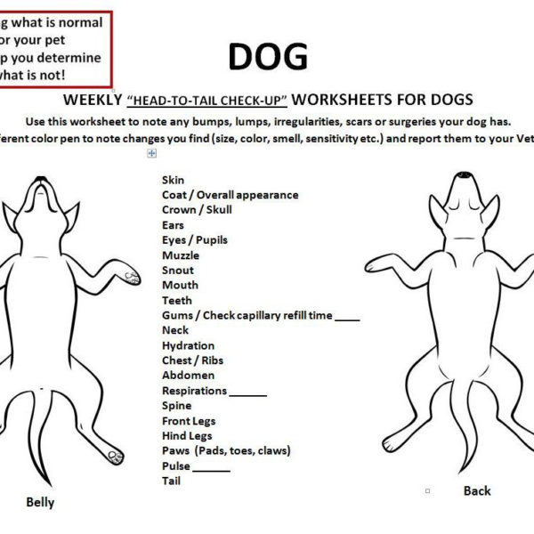 Get to Know Your Pet From Head-to-Tail – Pet Safety Crusader