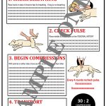 Pet Safety Crusader – Helping People Help their Pets