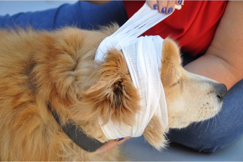 In a Dog's EAR - Pet Safety Crusader
