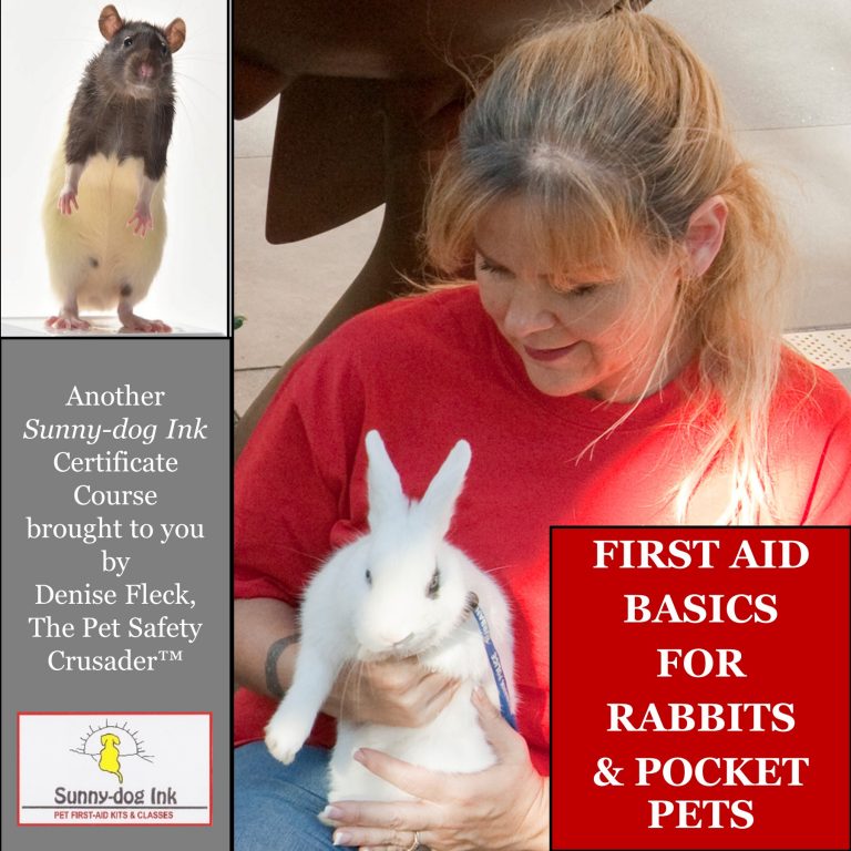 First-Aid Basics for Rabbits & Pocket Pets – Pet Safety Crusader