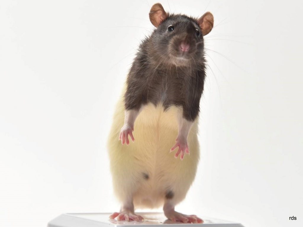 A DAY FOR FANCY RATS & MICE: November 12th – Pet Safety Crusader