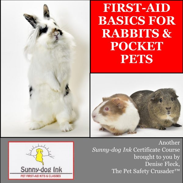 CHECKING YOUR RABBIT’S VITALS – Pet Safety Crusader