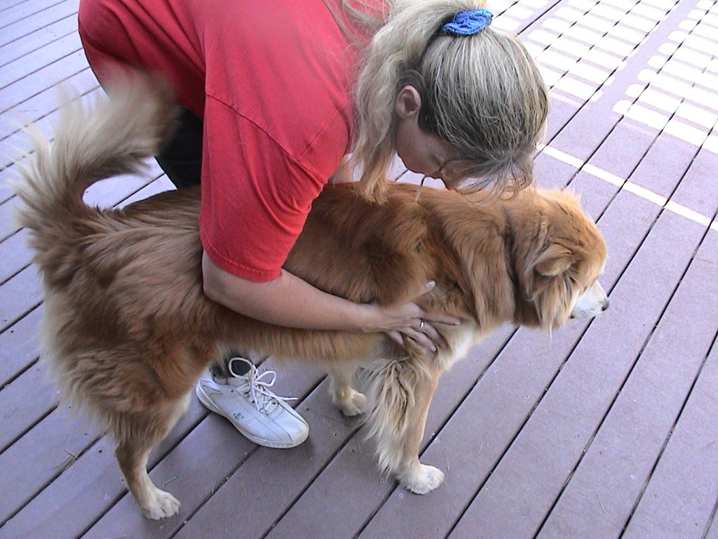 Thanksgiving Pet Safety Tips - Pet Safety Crusader