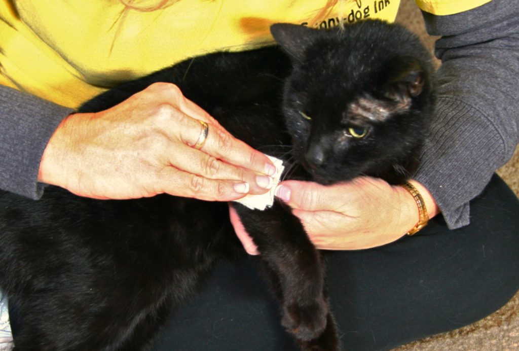 Day #9 Ten Days of Pet Safety Tips: Pet First Aid – Pet Safety Crusader