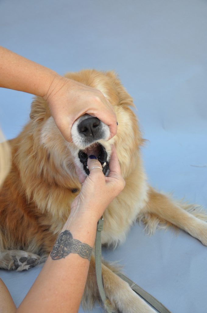 Head-to-Tail Check-Up – Pet Safety Crusader