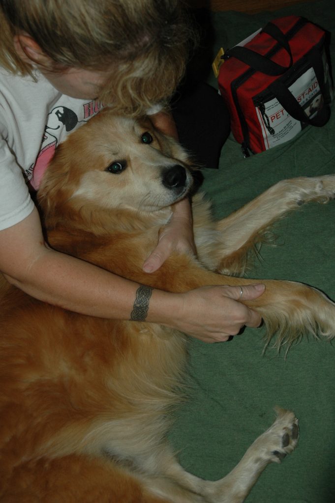 Head-to-Tail Check-Up – Pet Safety Crusader