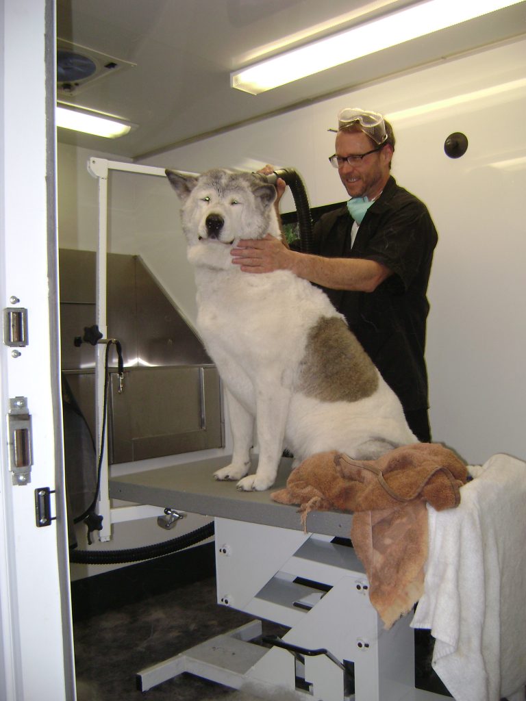 INTERNATIONAL AKITA DAY - Pet Safety Crusader