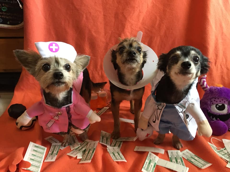 Checking Your Pet's Vitals - Pet Safety Crusader