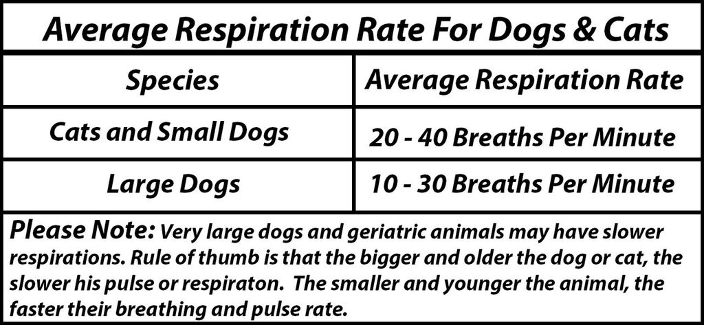 Checking Your Pet’s Vitals – Pet Safety Crusader
