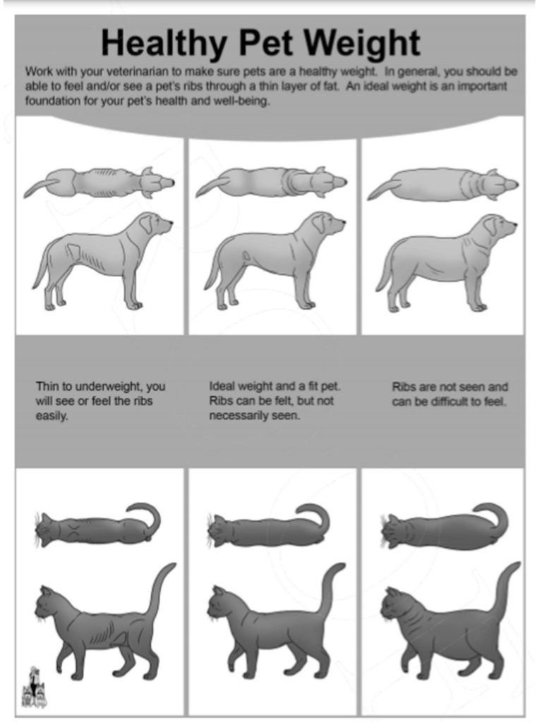 Checking Your Pet’s Vitals – Pet Safety Crusader