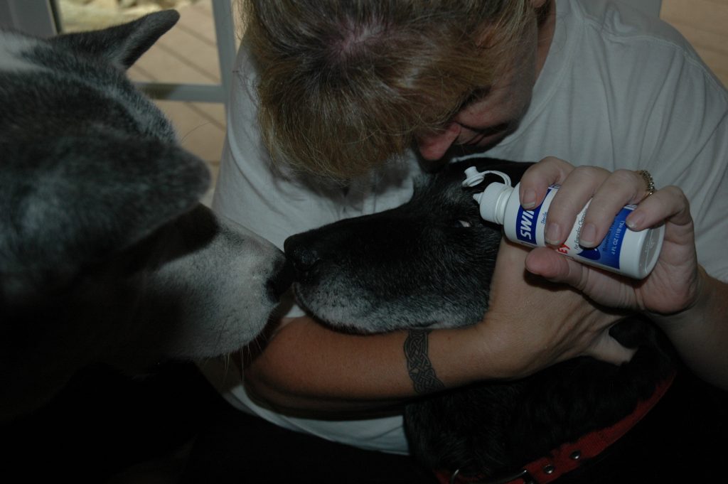 ABSORBED POISONS: Dogs & Cats - Pet Safety Crusader