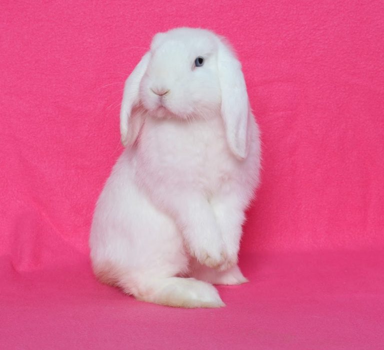 CHECKING YOUR RABBIT’S VITALS – Pet Safety Crusader