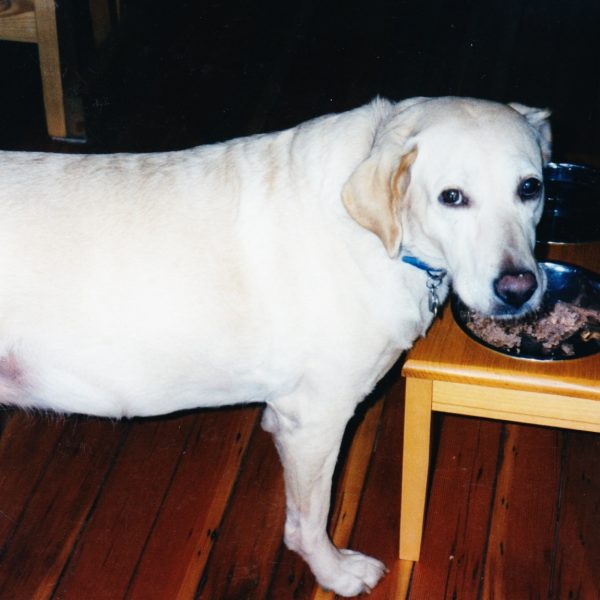 CHECKING YOUR RABBIT’S VITALS – Pet Safety Crusader