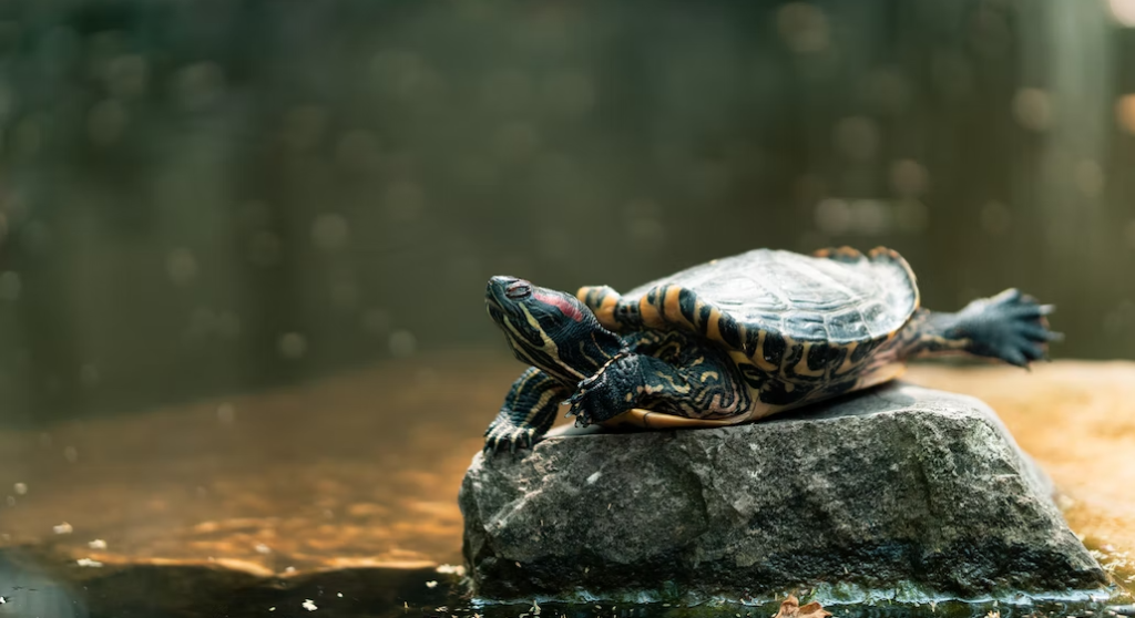 The Connection Between Human Civilization and Turtles - Pet Safety Crusader