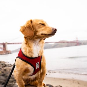 CHECKING YOUR RABBIT’S VITALS – Pet Safety Crusader