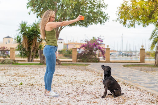 Puppy Training 101: A Beginner's Guide to Getting Started - Pet Safety ...