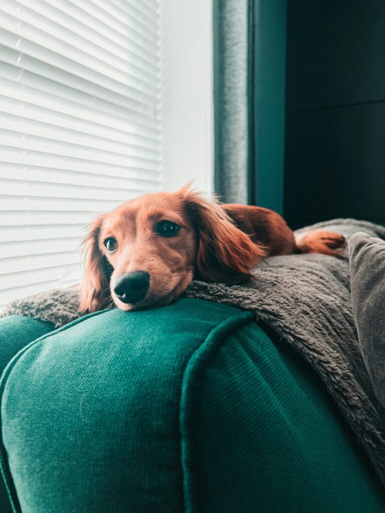 Capturing Memorable Moments With Your Pets - Pet Safety Crusader