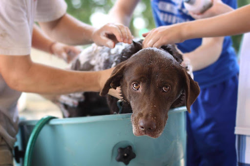 Key Skills You Need for a Career in the Pet Industry - Pet Safety Crusader
