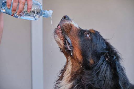 Everything You Need to Know About Dogs and Sunburns - Pet Safety Crusader