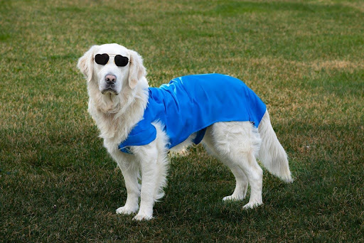 Everything You Need to Know About Dogs and Sunburns - Pet Safety Crusader