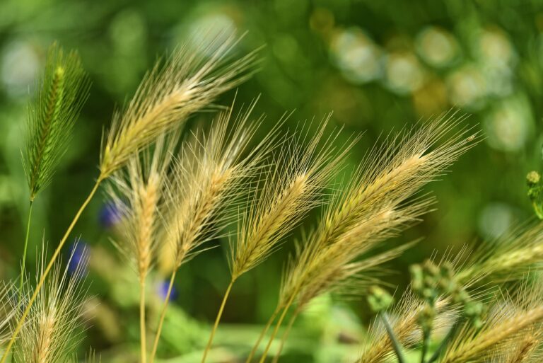 Foxtails: The Sneaky Danger Lurking in the Grass for Your Dog - Pet ...