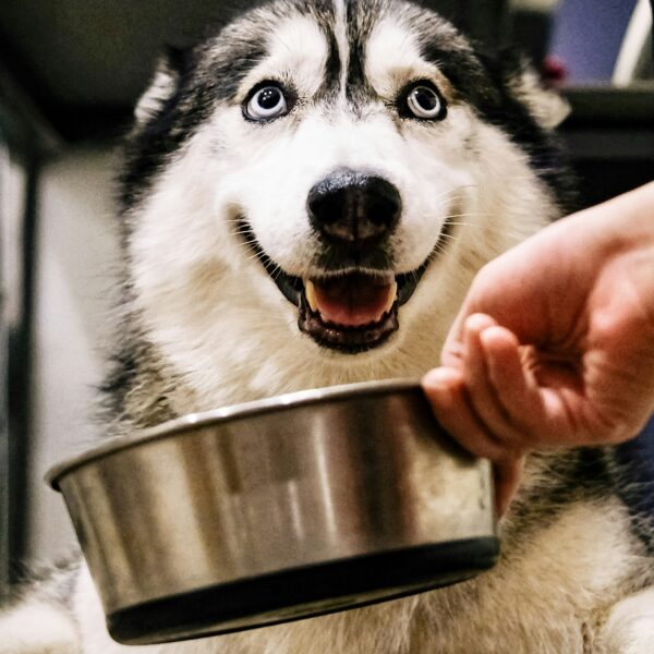 CHECKING YOUR RABBIT’S VITALS – Pet Safety Crusader