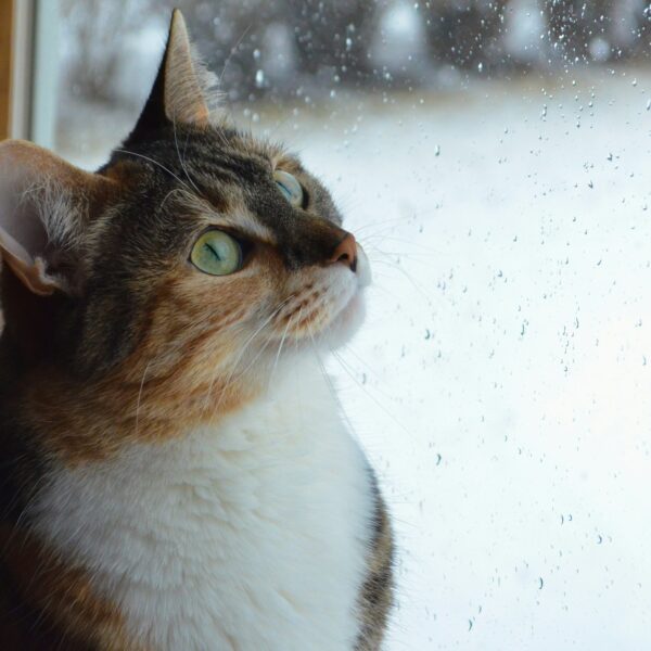 CHECKING YOUR RABBIT’S VITALS – Pet Safety Crusader