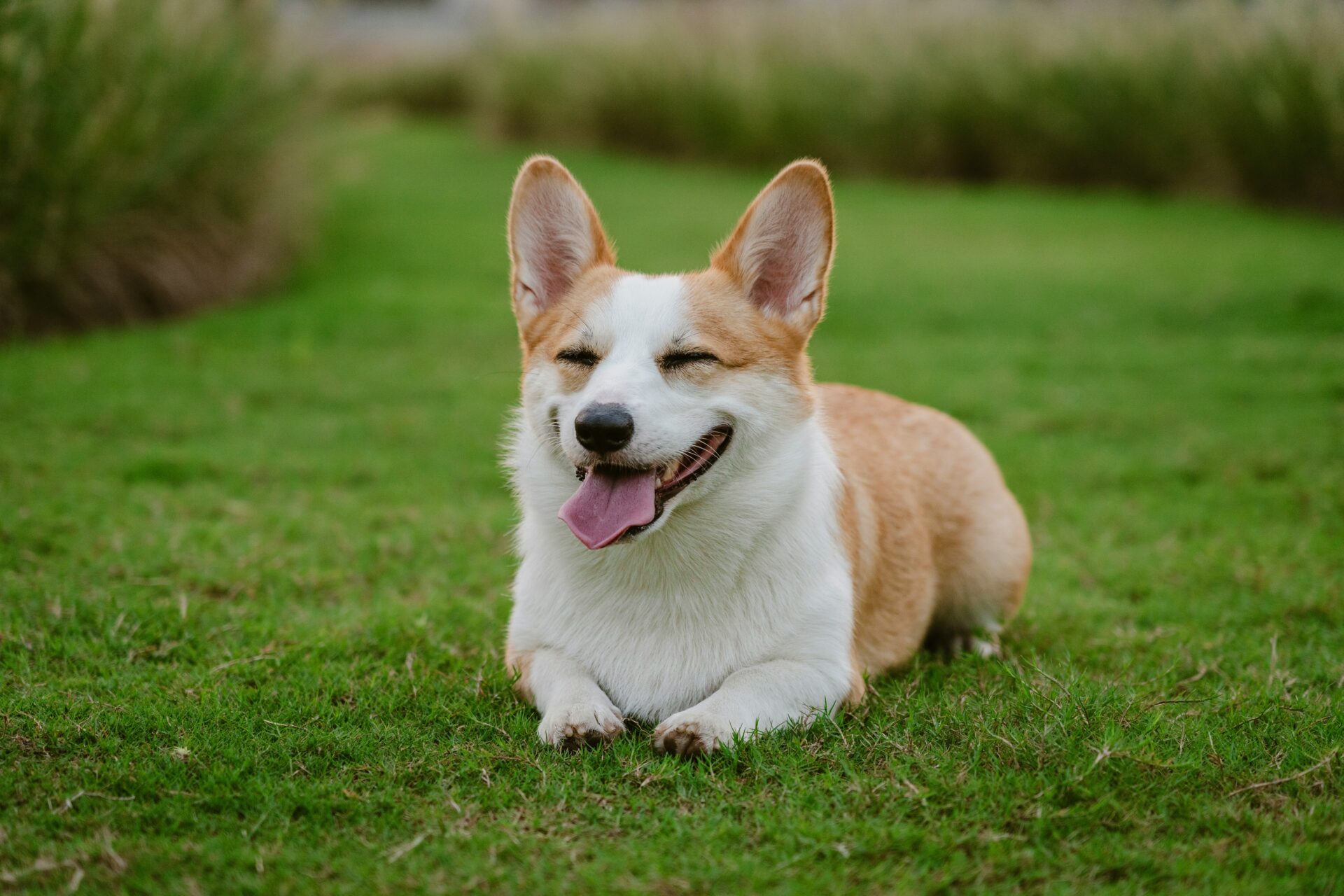 Understanding Air Quality & Pets: What Owners Should Know - Pet Safety ...